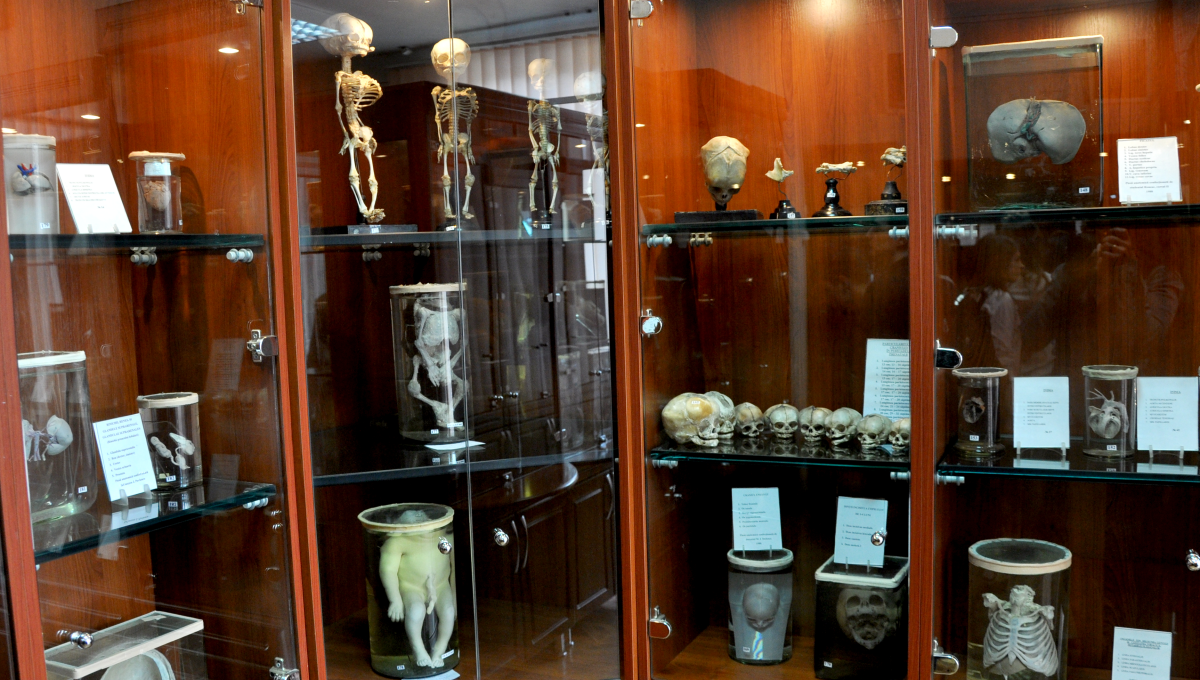 Muzeul de anatomie a omului | Universitatea de Stat de Medicină și ...